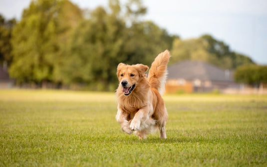 KURI - Premium Raw Dog Food: Nourish Your Dog Naturally