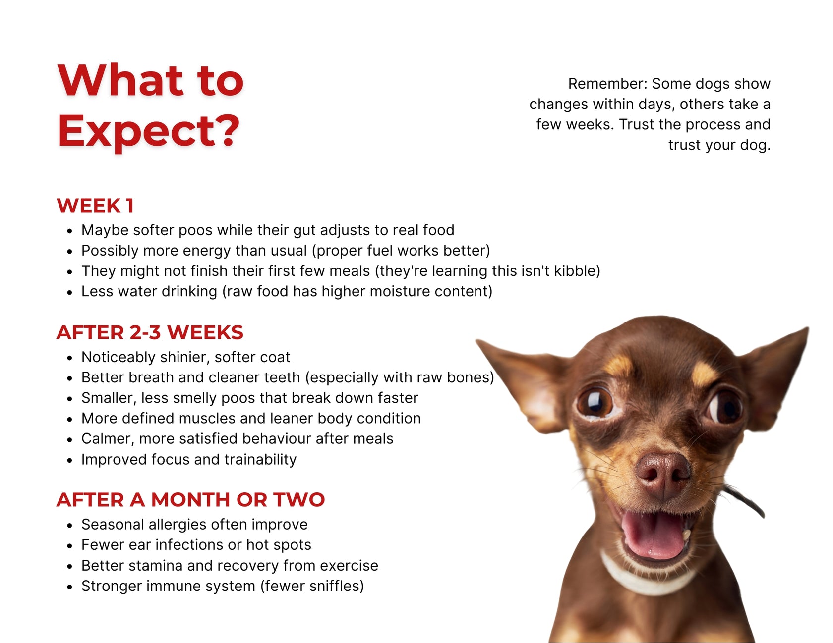 KURI – Raw Dog Food & Dog Care Experts in Christchurch NZ